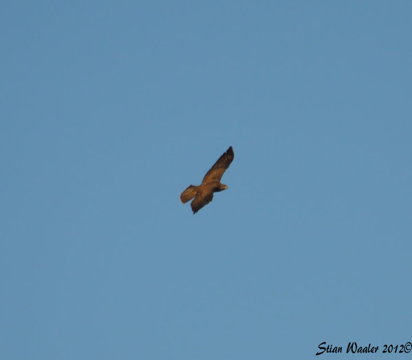 Common Buzzard | Project Noah
