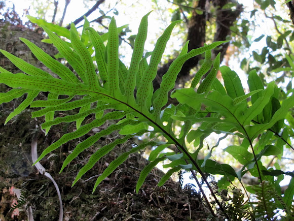 Golden Polypody | Project Noah