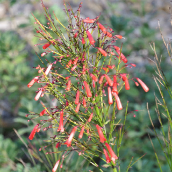 Firecracker Plant, Coral Plant, Coralblow, Fountain Plant | Project Noah