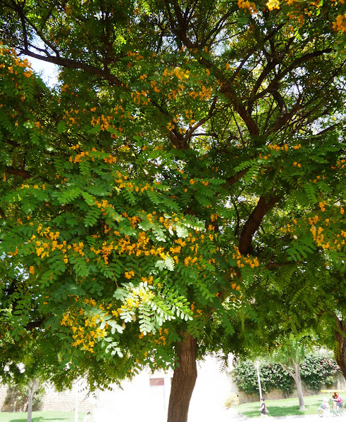 Palo rosa (tipa o tipuana) | Project Noah