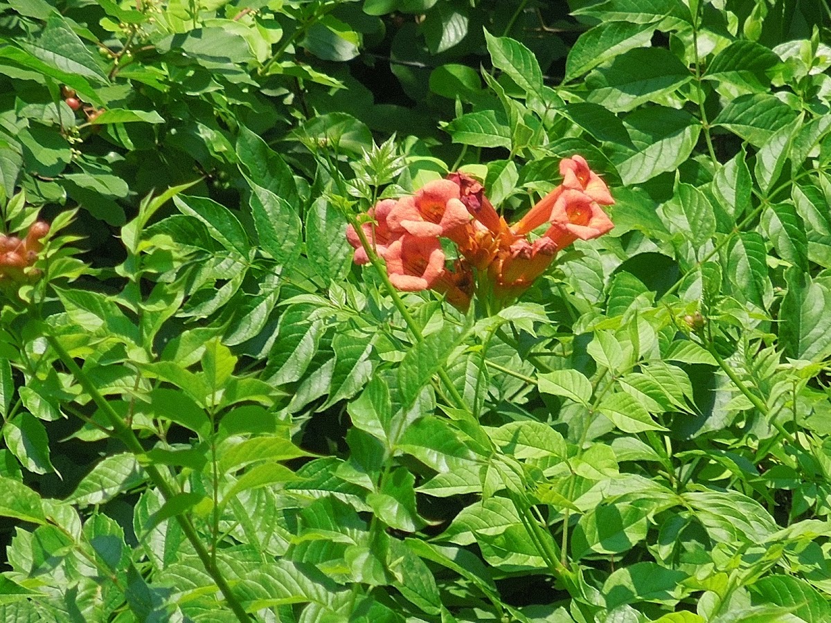 Trumpet Creeper | Project Noah