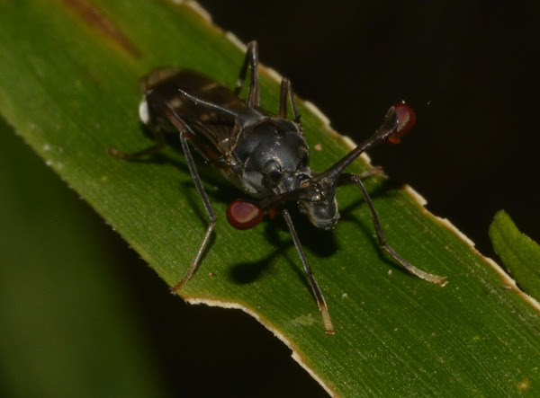 Stalk-eyed Fly | Project Noah