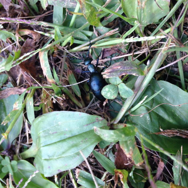 American Oil Beetle | Project Noah