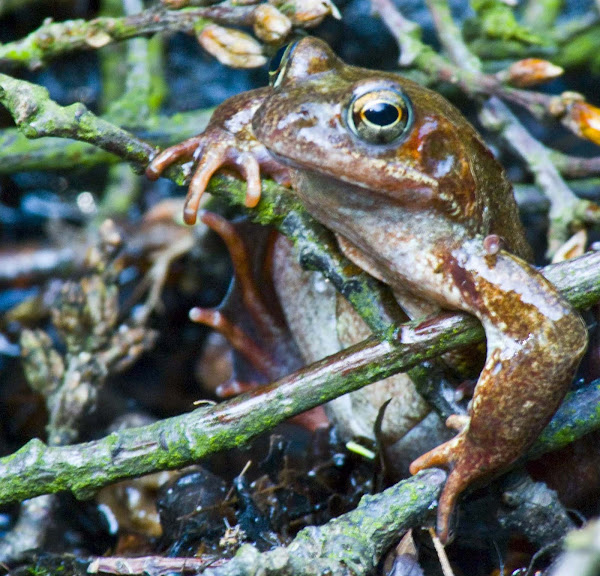 European Common Frog Rana temporaria. | Project Noah