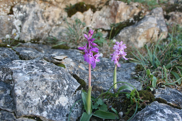 Orchis morio | Project Noah