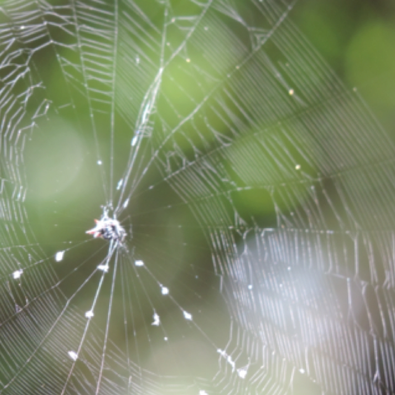 Spiderweb | Project Noah