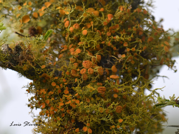 Golden Eye Lichen | Project Noah