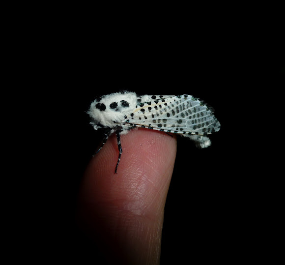 Wood Leopard Moth | Project Noah
