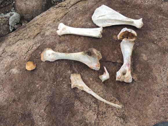 Cow [Bones] | Project Noah