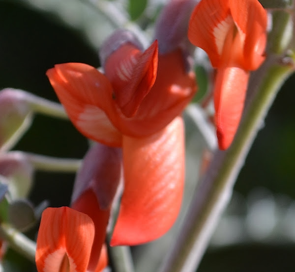 Cancer Bush | Project Noah