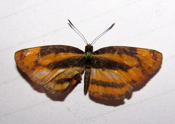 Common Lascar | Project Noah