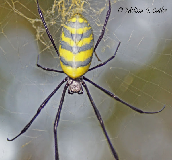 Joro Spider | Project Noah