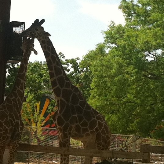 Giraffe | Project Noah