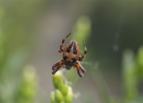 Furrow Orb-weaver | Project Noah