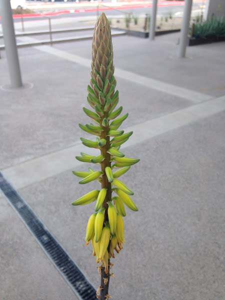 Aloe Vera | Project Noah