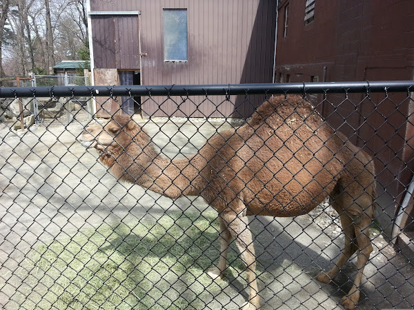 camel | Project Noah