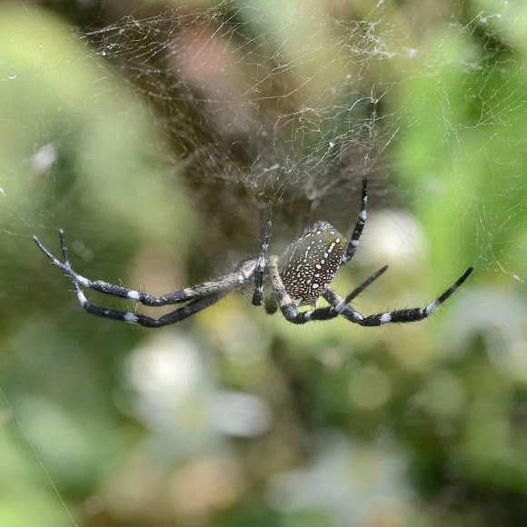 Tent Web Spider | Project Noah
