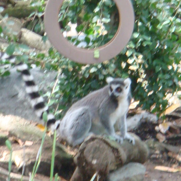 Ring-tailed lemur | Project Noah