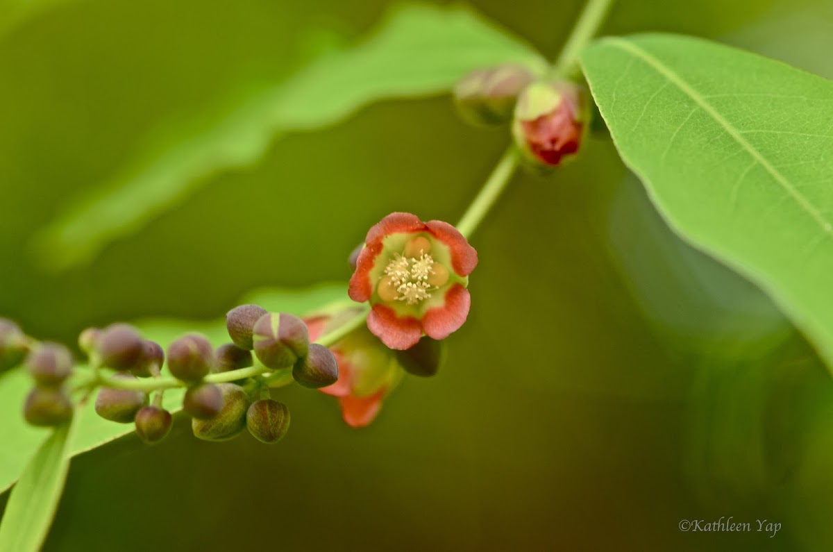 cratoxylum cochinchinense | Project Noah