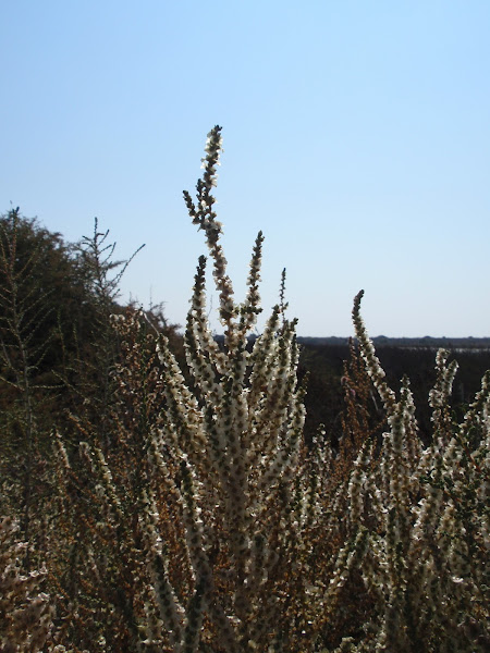 Prickly Saltwort | Project Noah