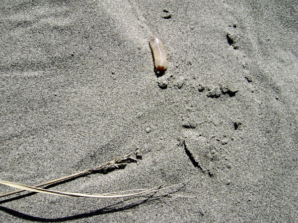 Beetle larva on the beach | Project Noah