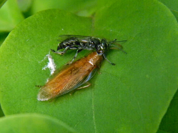 wasp & forest cockroach | Project Noah