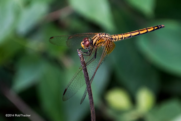 Crimson Marsh Glider (female) | Project Noah