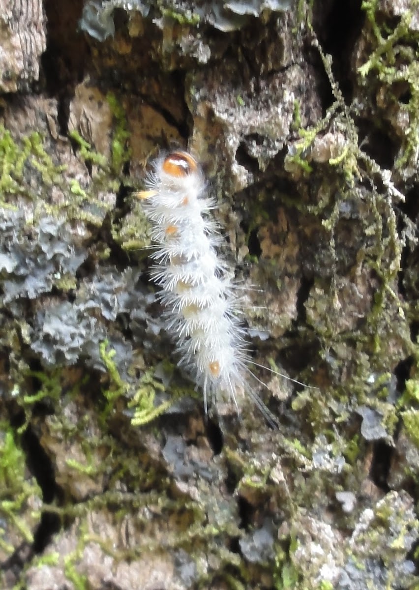 Fall Webworm (Caterpillar) | Project Noah