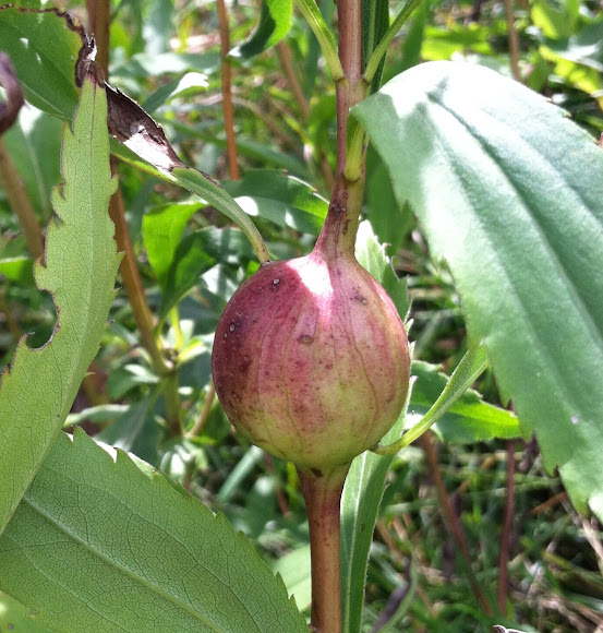 Goldenrod Gallfly (gall) | Project Noah