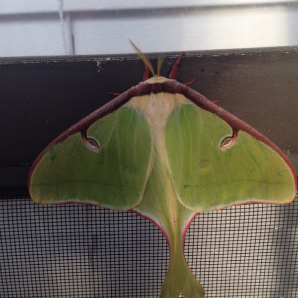 Female Luna Moth | Project Noah