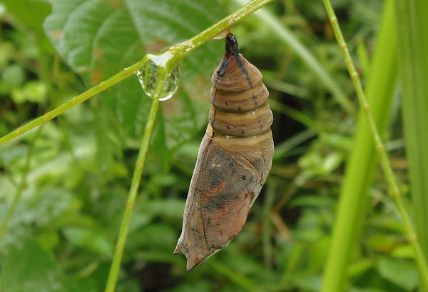 Autumnleaf Butterfly Pupa | Project Noah