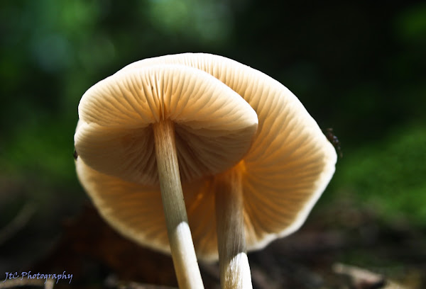 Entoloma Mushroom | Project Noah