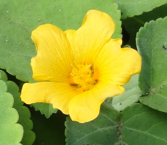 Ilima flower | Project Noah