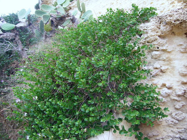 Spineless Caper | Project Noah