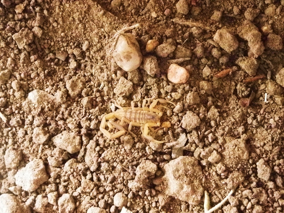 Scorpion | Project Noah