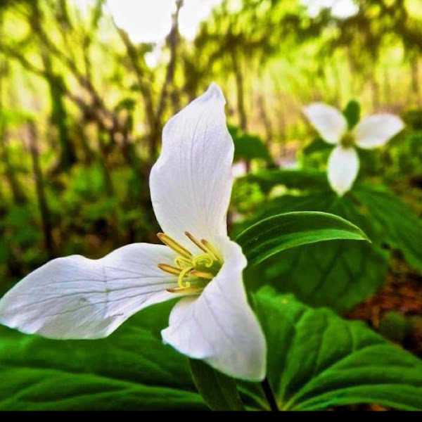 Trillium | Project Noah