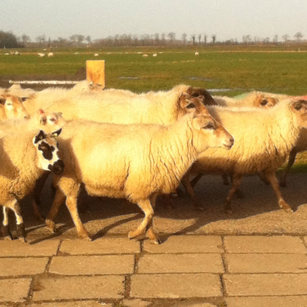 Sheep | Project Noah