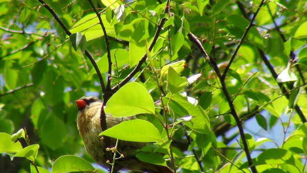 Northern Cardinal | Project Noah