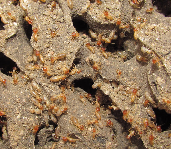 Snouted harvester termites | Project Noah