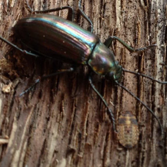 Gleaming Darkling Beetle | Project Noah