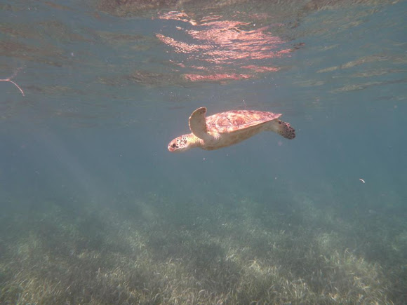 Hawksbill Sea Turtle | Project Noah