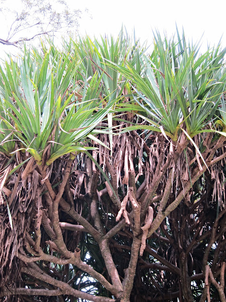 Pandanus Palm (aka Screw Palm) | Project Noah