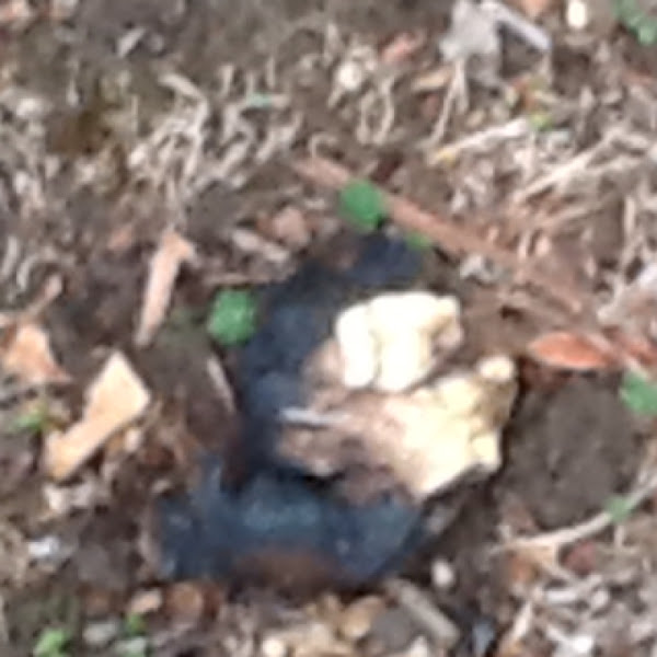 Spotting | Project Noah