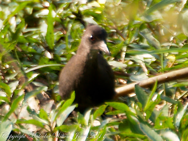 Black Crake, juvenile? | Project Noah