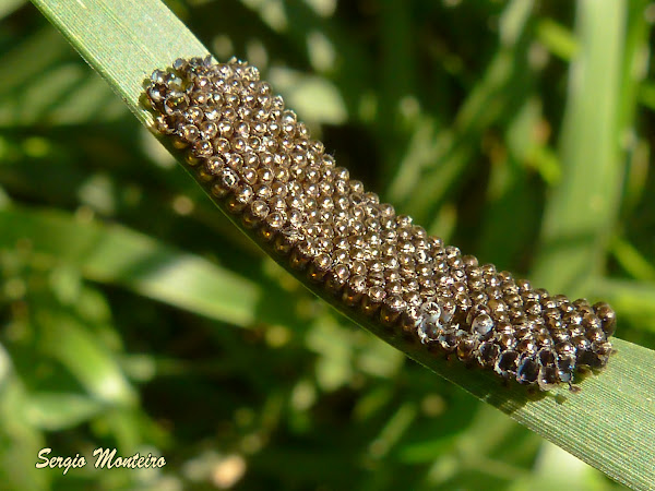 Stink bug nymphs | Project Noah