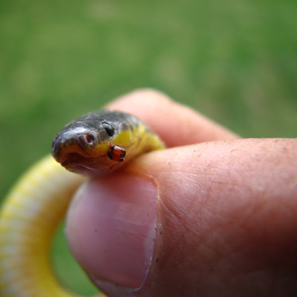 Sabanera | Project Noah