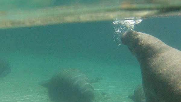 Florida Manatee | Project Noah