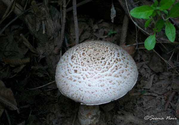 The Prince Mushroom | Project Noah