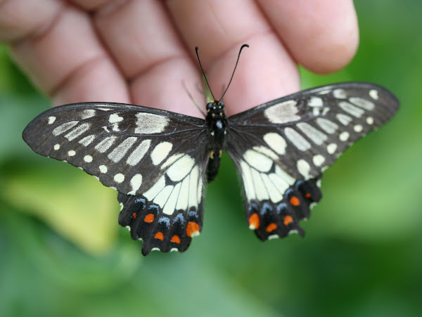 Dainty swallowtail -egg | Project Noah