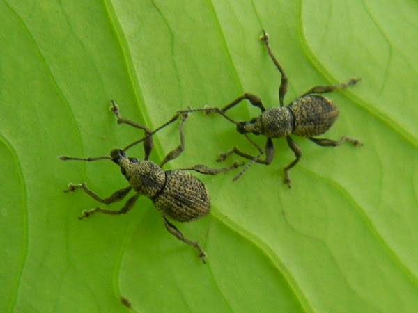 weevils | Project Noah